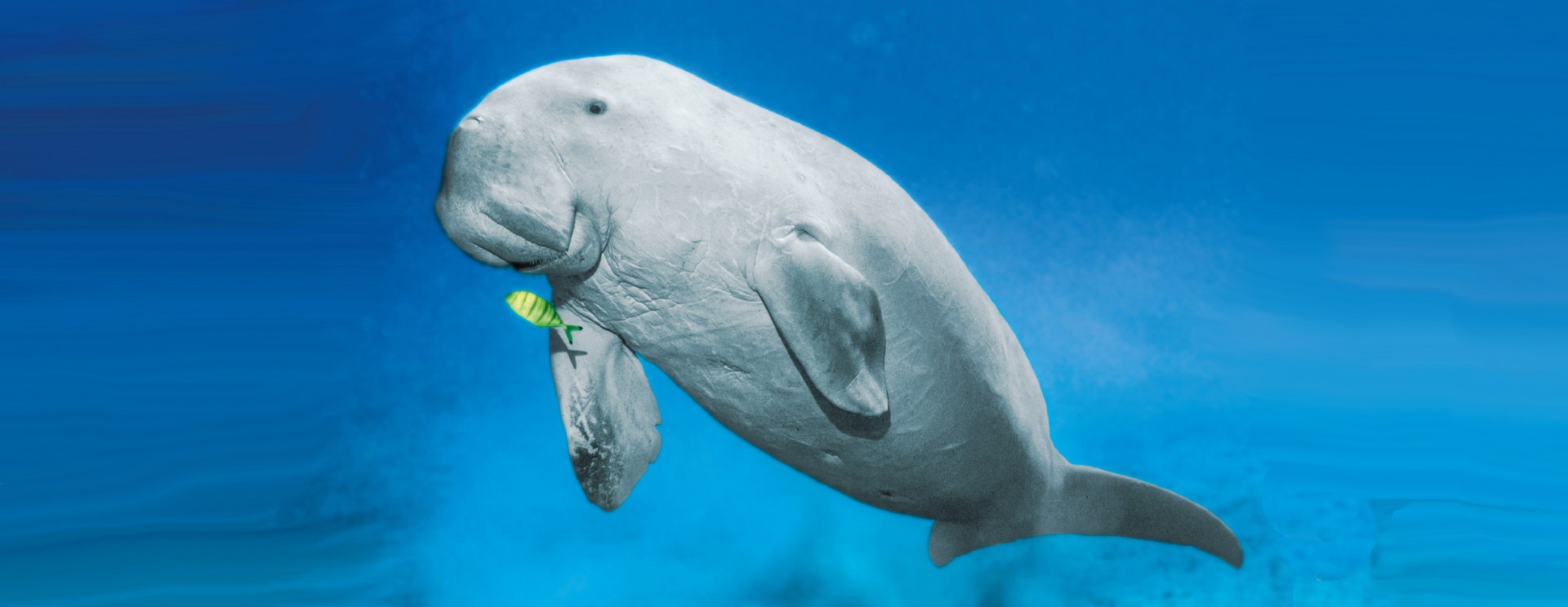Dugongs in Abu Dhabi - The World's second largest population