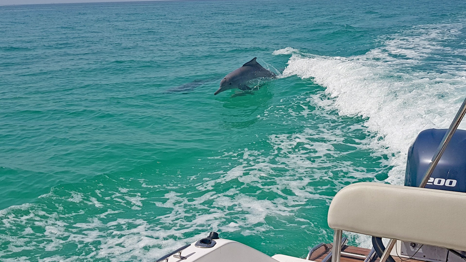 Dolphins in Abu Dhabi - Dolphin Watching in the UAE